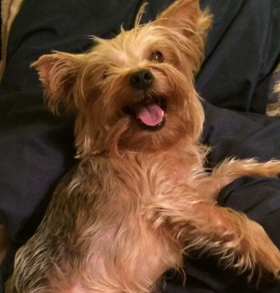 Troy Animal Rescue Project | Placing pets in loving, responsible ...